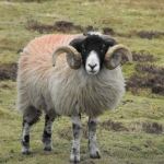 La granja - Pictoeduca