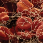 LA SANGRE - Pictoeduca